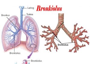 √ Fungsi Bronkus dan Bronkiolus - Beserta Penjelasan LENGKAP ...